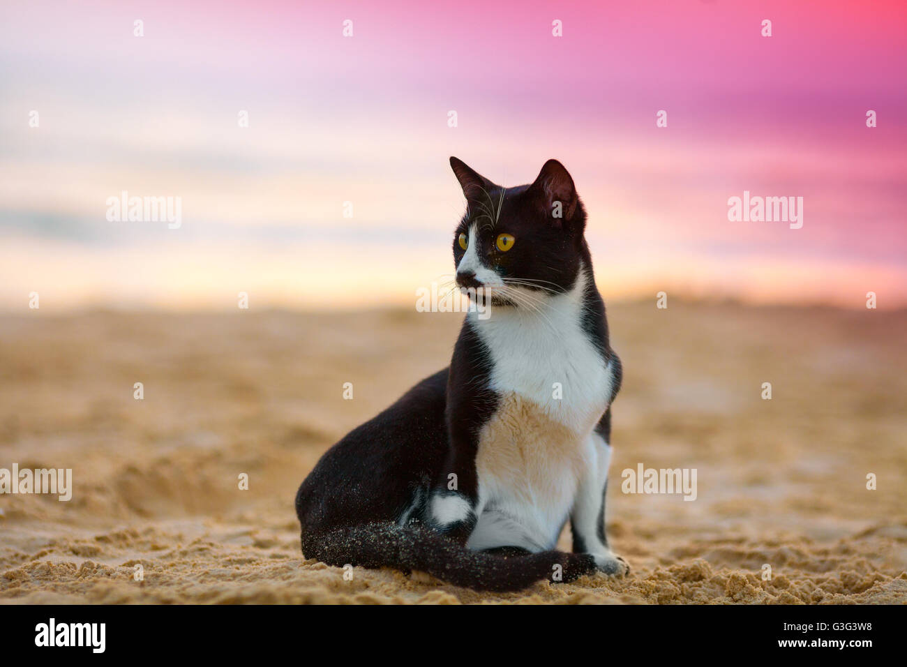 Cat sitting on the beach at sunset Stock Photo - Alamy