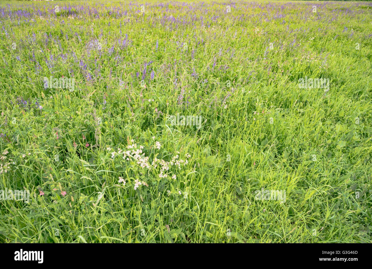 Summer grass field with fantastic flowers Stock Photo - Alamy