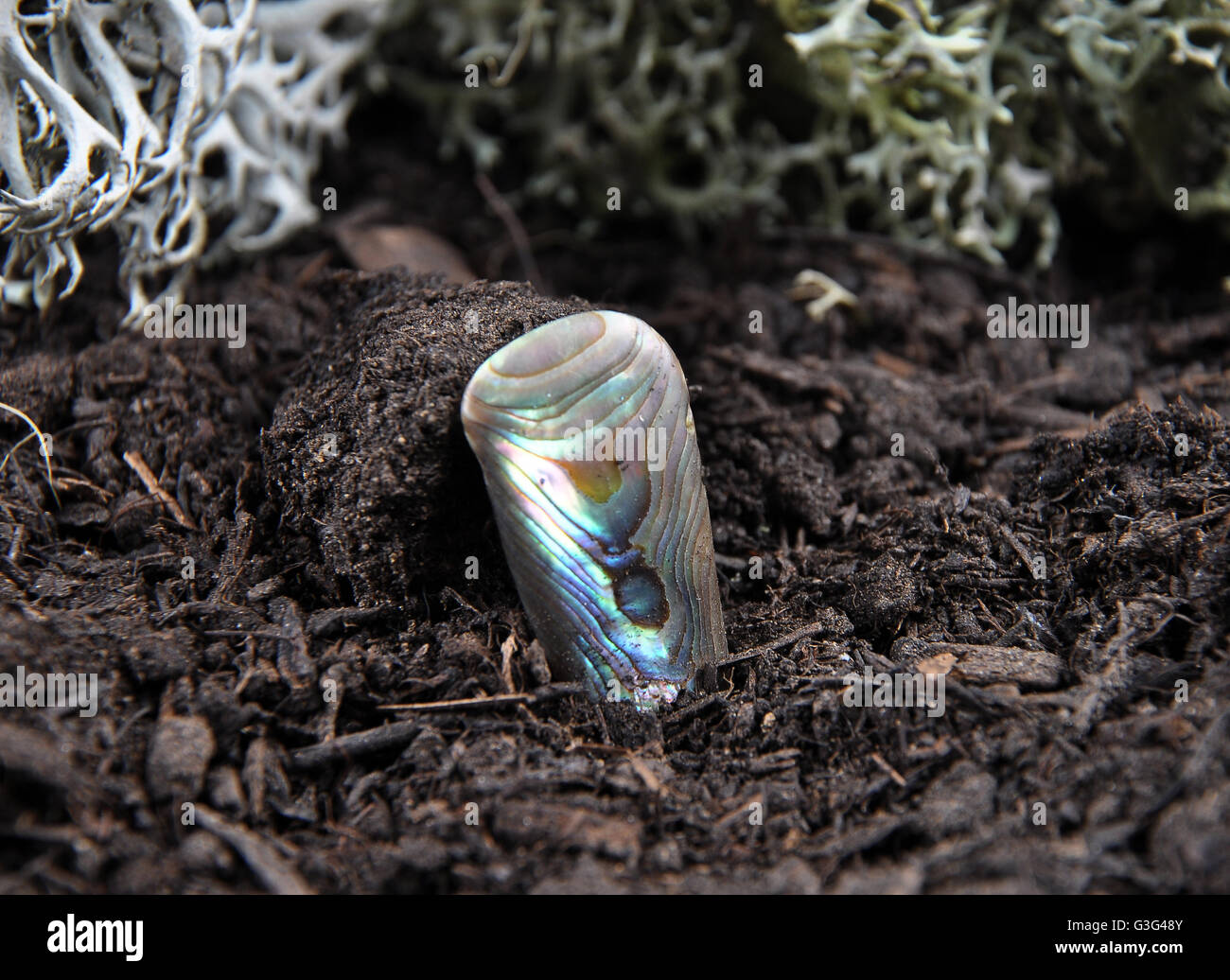 Nacre on forest floor Stock Photo - Alamy