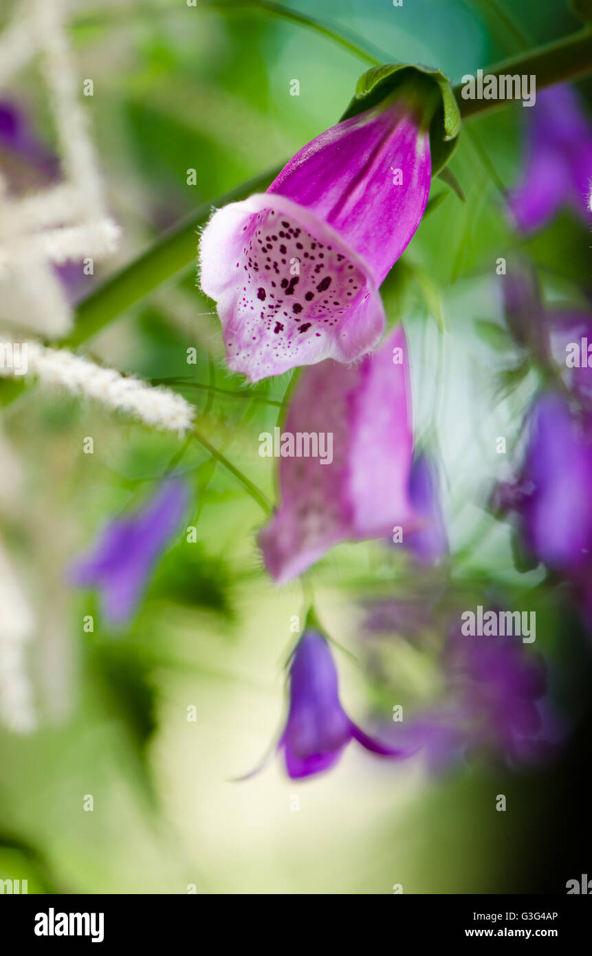 Red foxglove flowers hi-res stock photography and images - Alamy