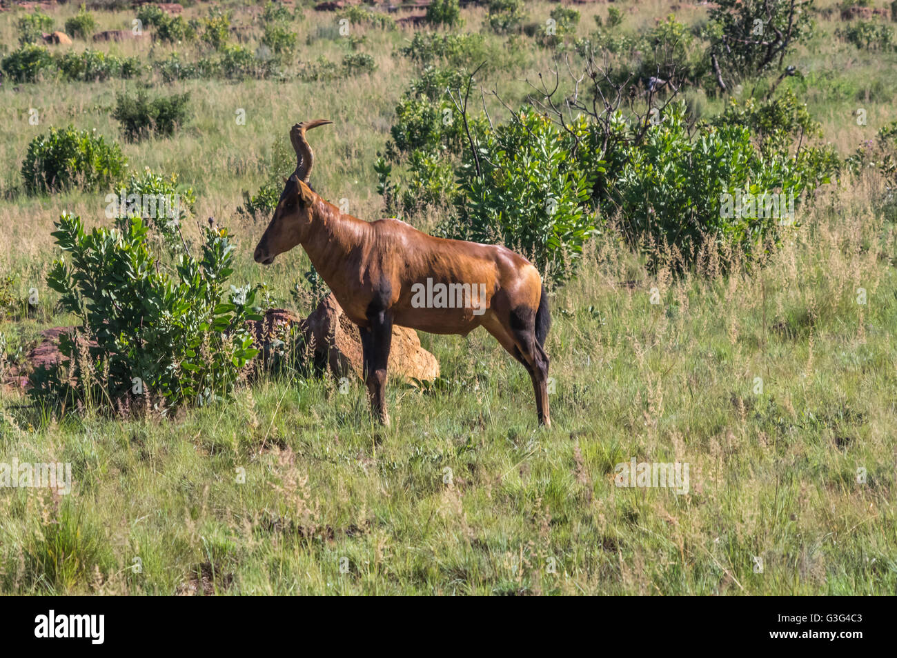Red Hartebeest grazing in the Welgevonden Game Reserve in South Africa ...