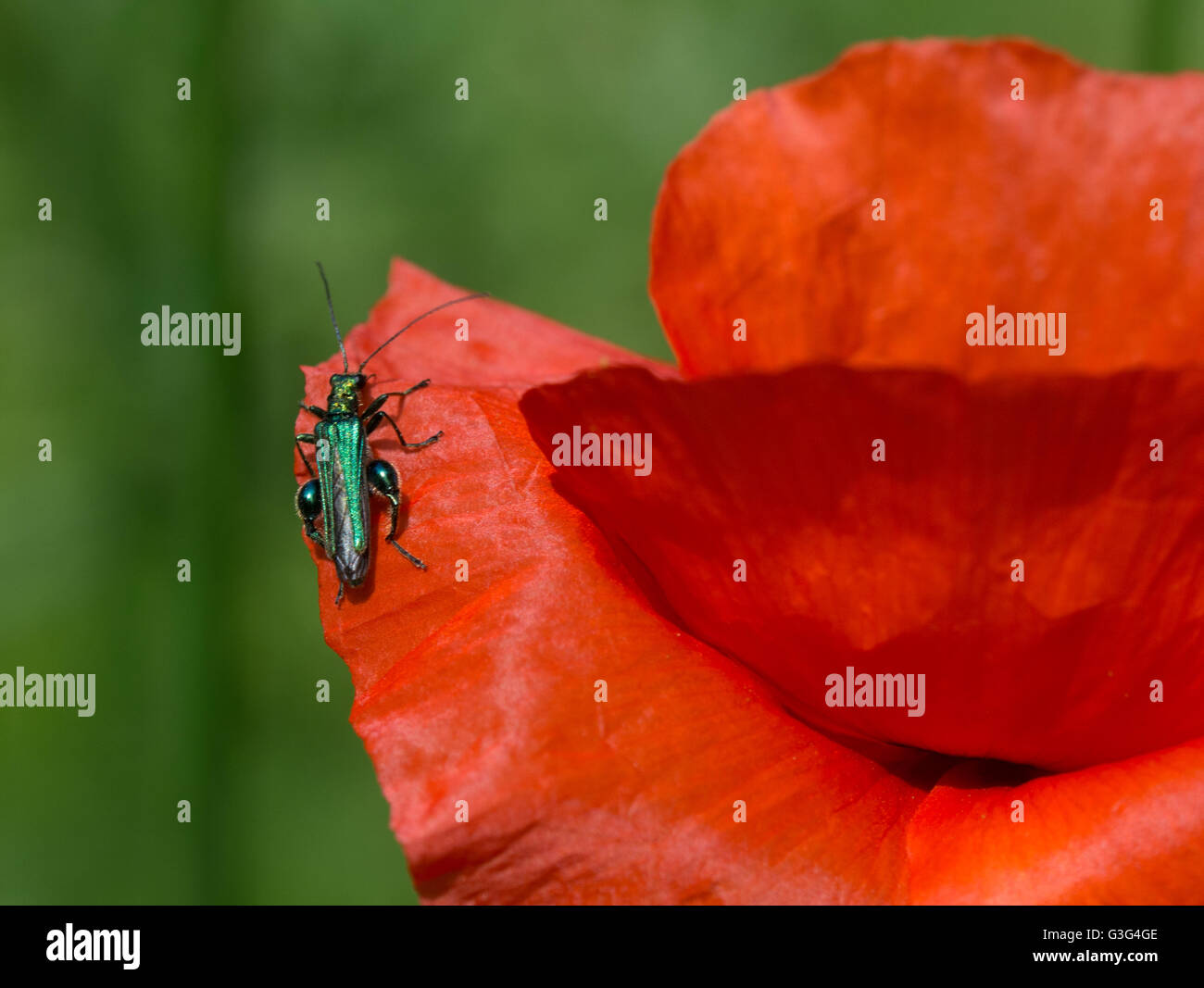 Poppies with insects hi-res stock photography and images - Alamy
