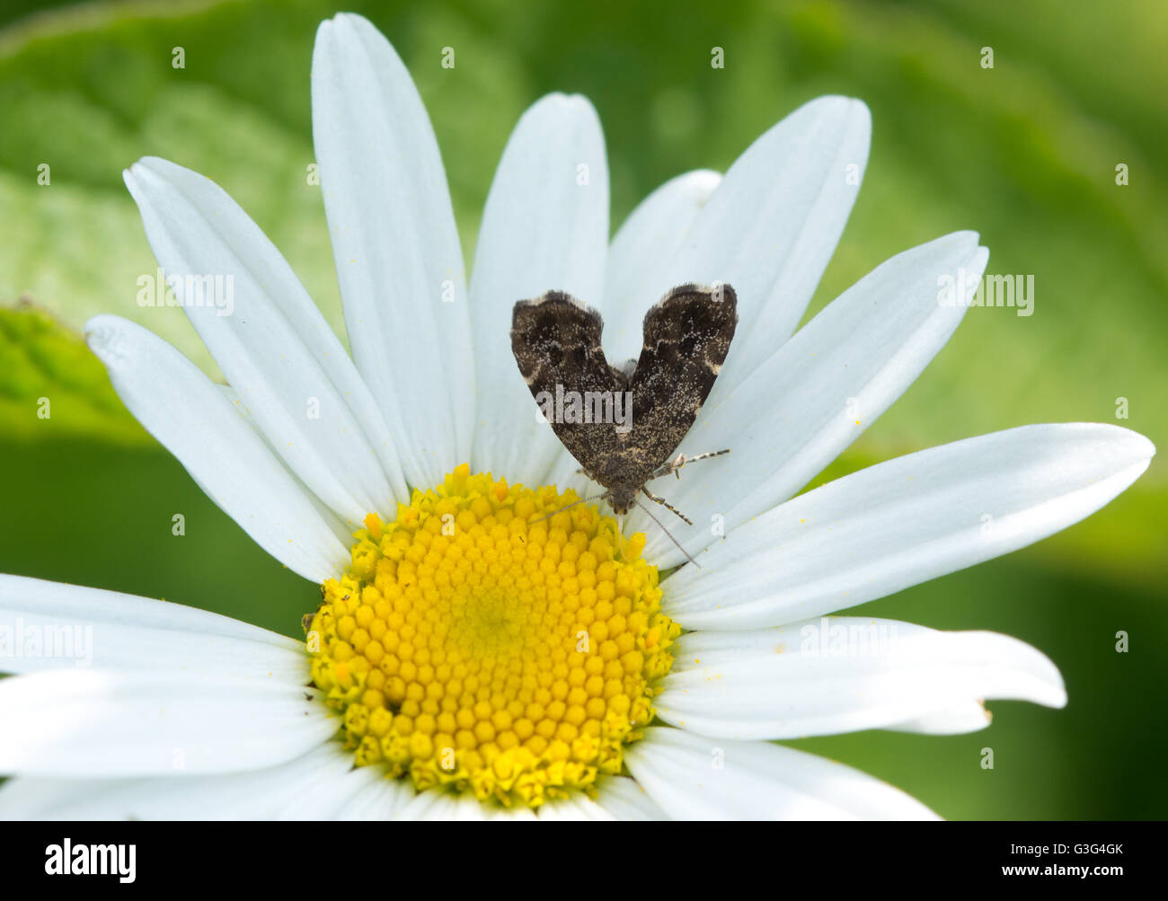 Common nettle-tap moth (Anthophila fabriciana) on ox-eye daisy flower ...