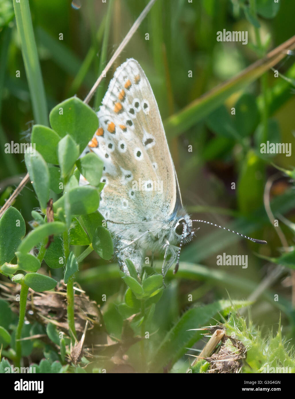 Female common blue butterfly hi-res stock photography and images - Alamy