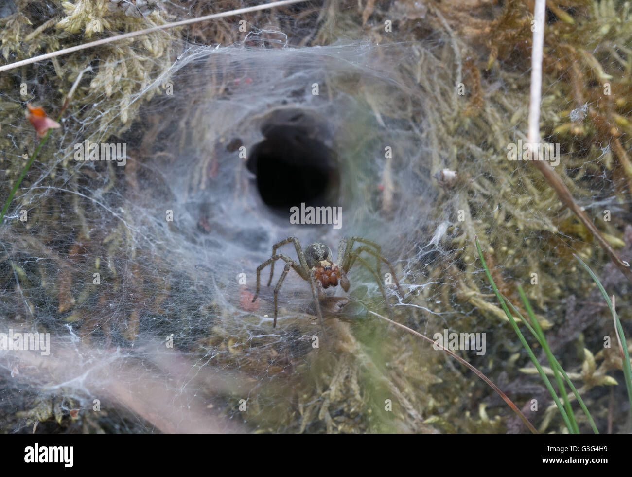 Labyrinth spider (Agelena labyrinthica) at edge of funnel-shaped nest ...
