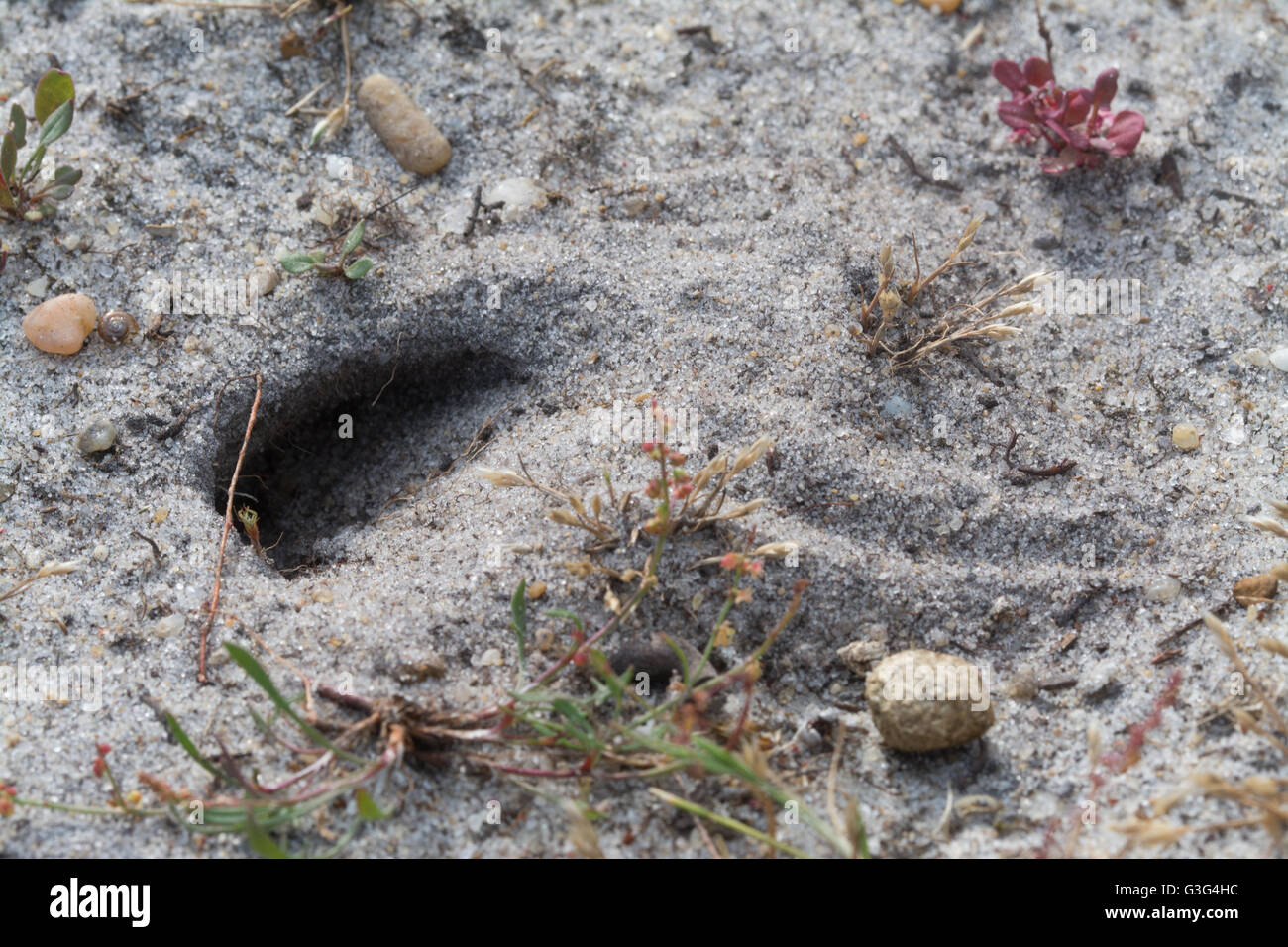 Sand lizard (Lacerta agilis) test burrow at a Surrey heathland site in ...
