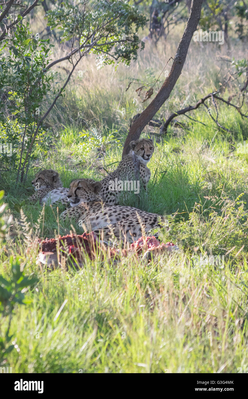 South African Cheetah ranges throughout the Welgevonden Game Reserve in ...