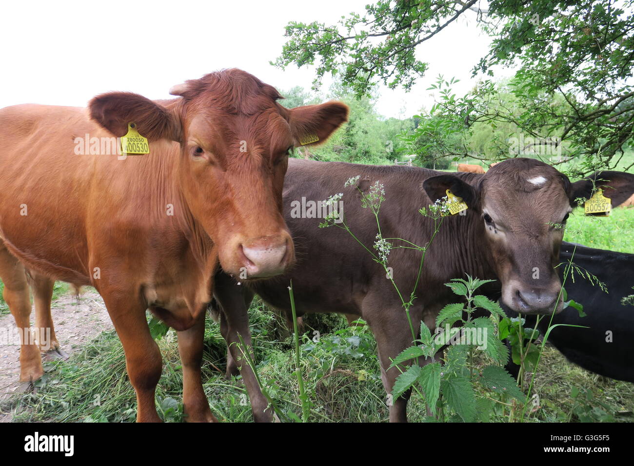 Young bullocks standing on the public footpath across Hungerford Marsh ...