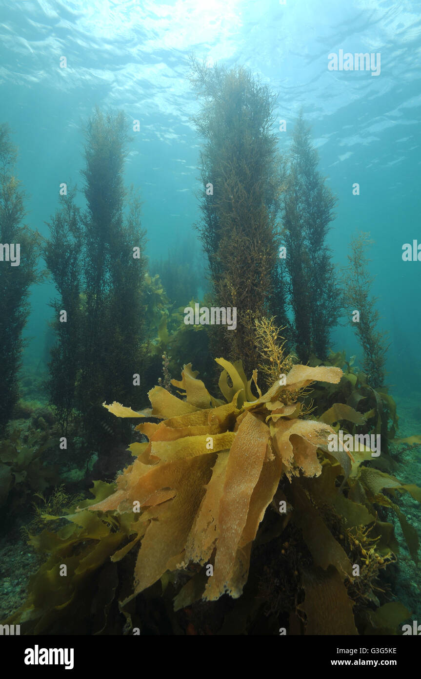 Kelp hi-res stock photography and images - Alamy