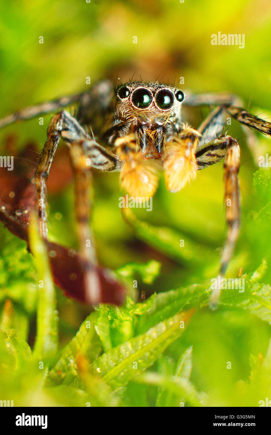 Jumping spider face hi-res stock photography and images - Alamy