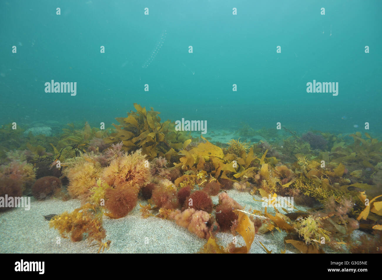 Underwater scenery of Matheson Bay in New Zealand Stock Photo - Alamy