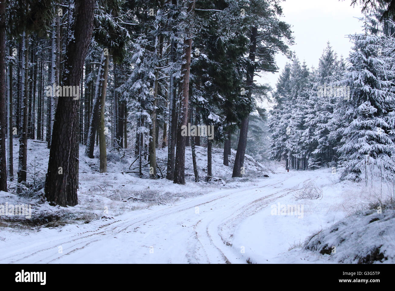 Winter landscape in a danish forest/plantation Stock Photo - Alamy