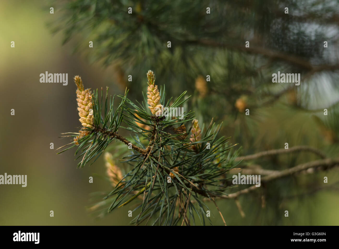 Closed pine cone hi-res stock photography and images - Alamy