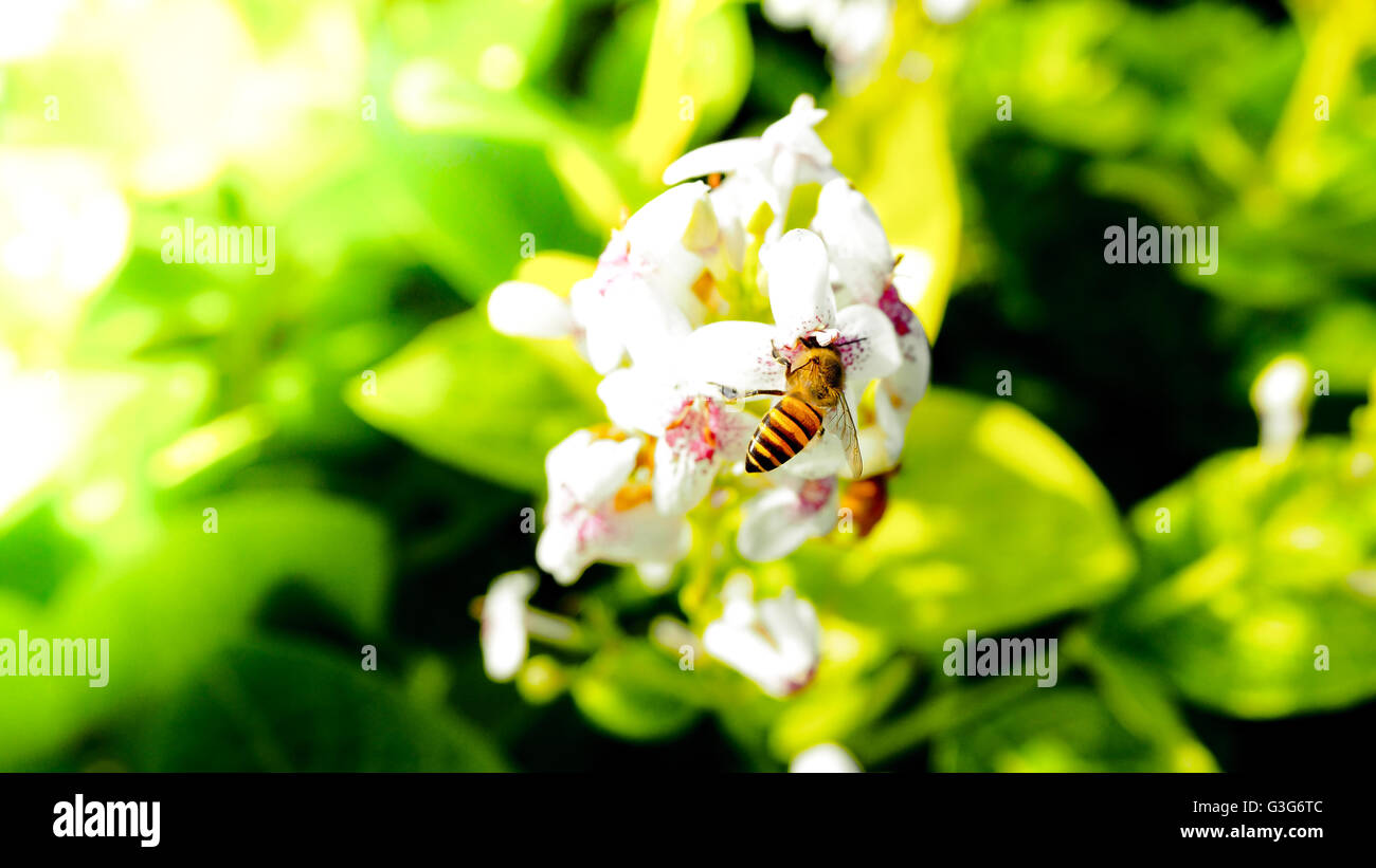 bee and flower Stock Photo - Alamy