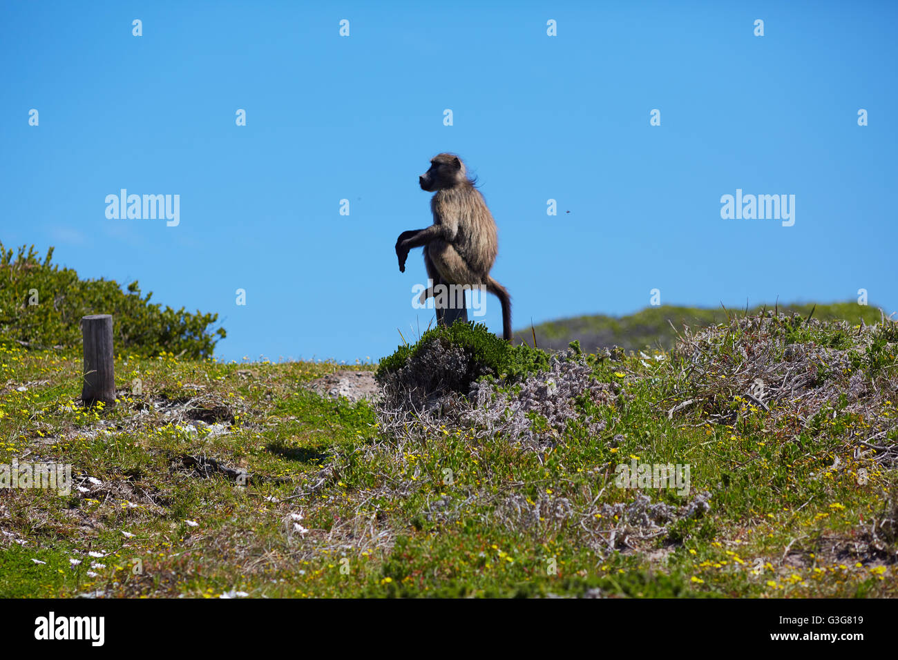 monkey in Cape Town Stock Photo - Alamy