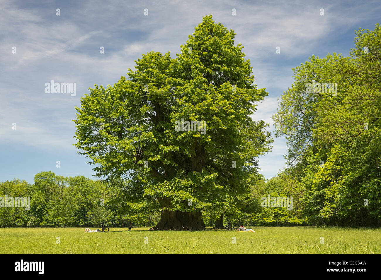 Maple tree leaves lying under tree hi-res stock photography and images ...