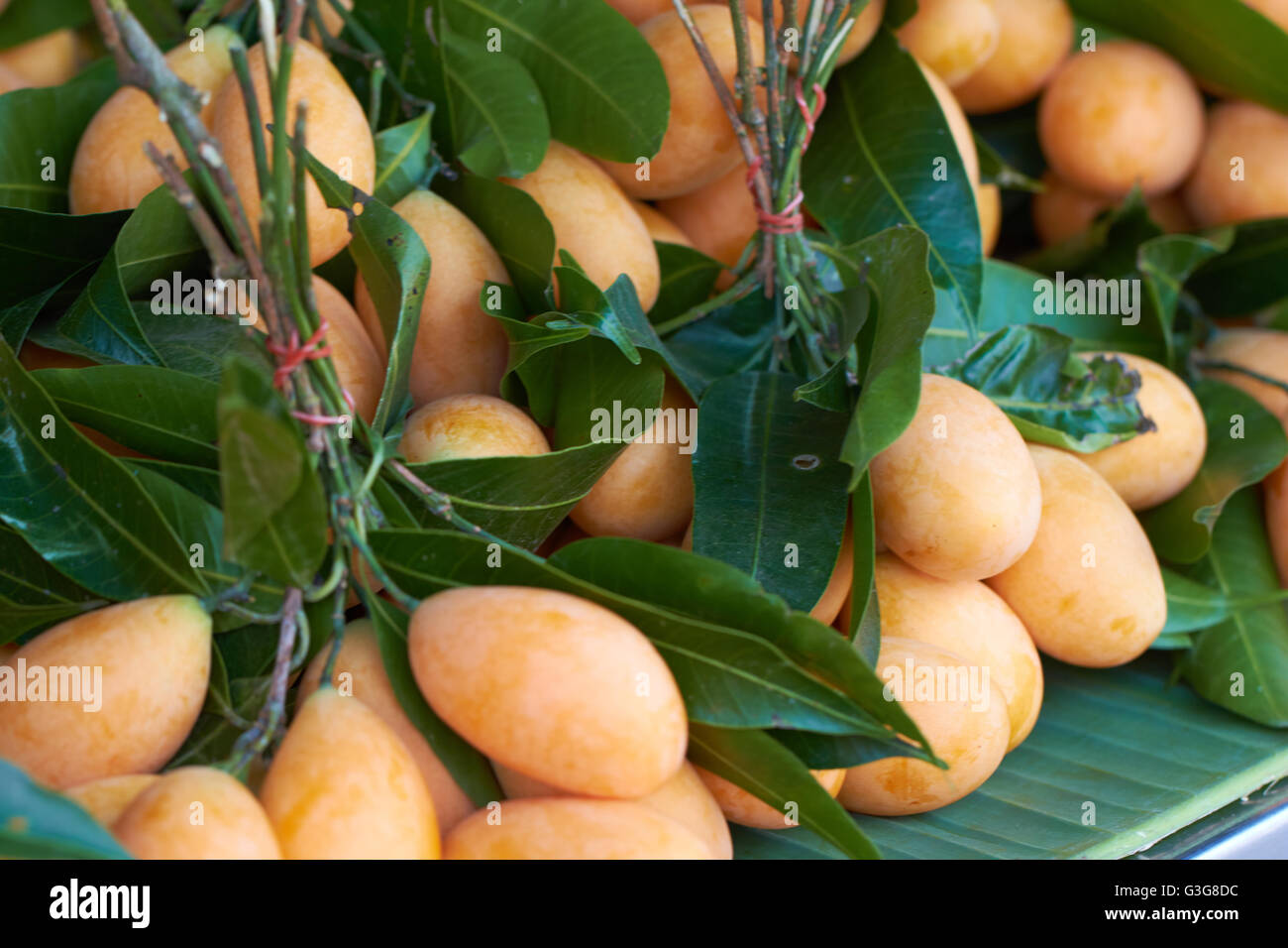 Marian tree hi-res stock photography and images - Alamy