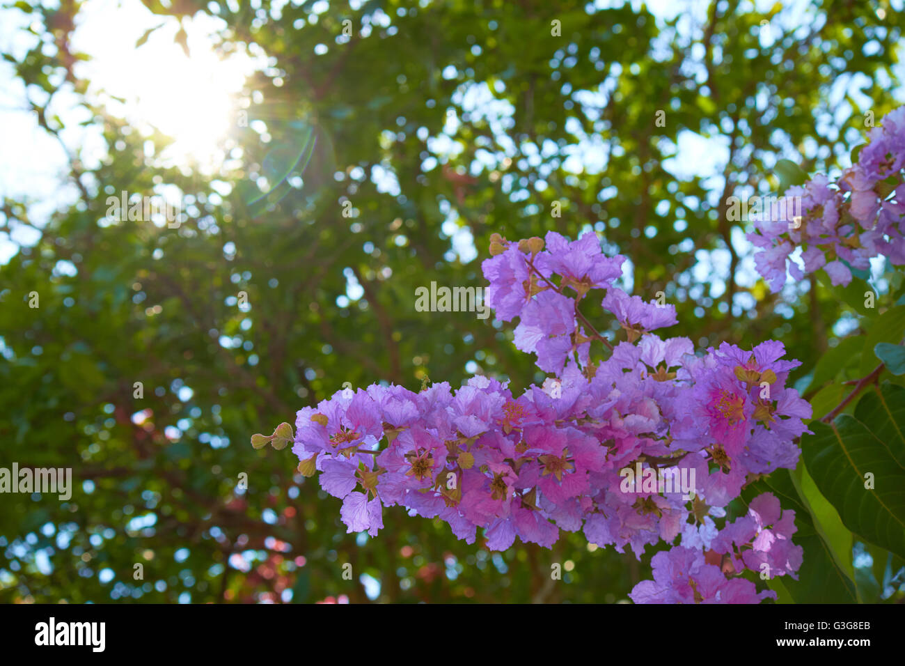 purple pink flowers on a tree in Thailand Stock Photo - Alamy