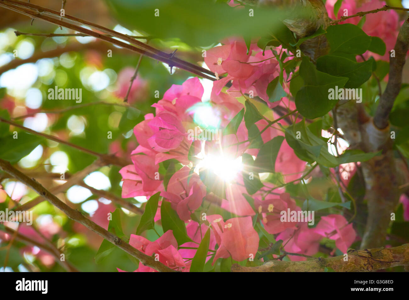 purple pink flowers on a tree in Thailand Stock Photo - Alamy