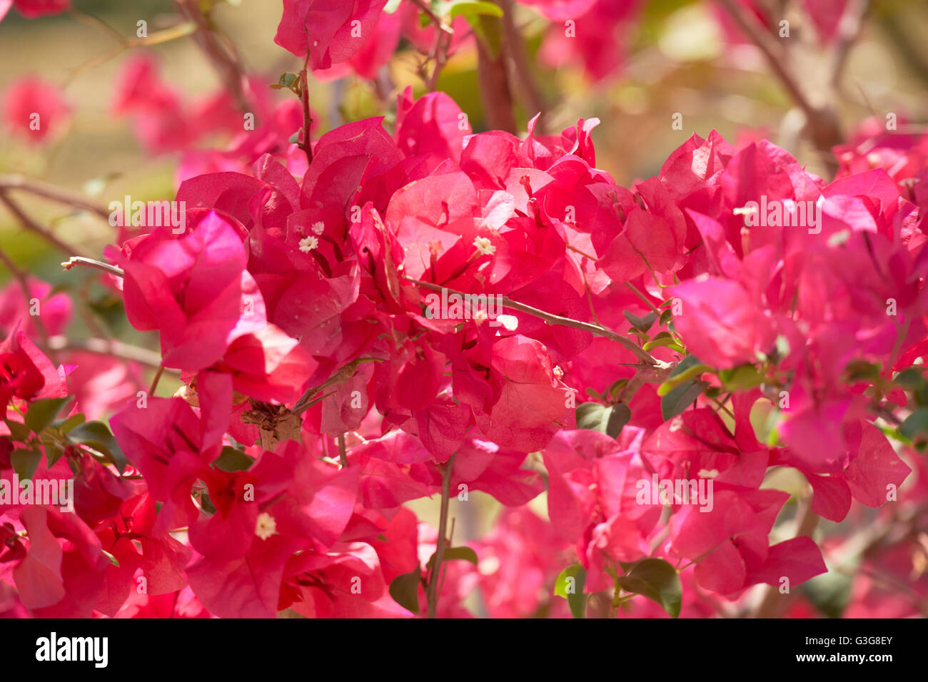 purple pink flowers on a tree in Thailand Stock Photo - Alamy