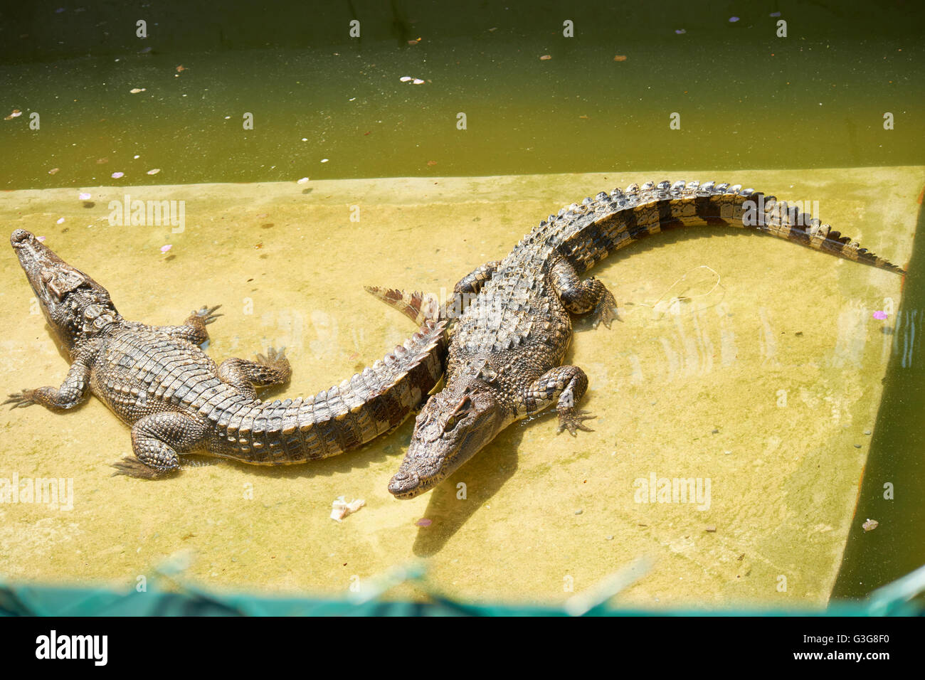 crocodiles in Thailand Stock Photo - Alamy