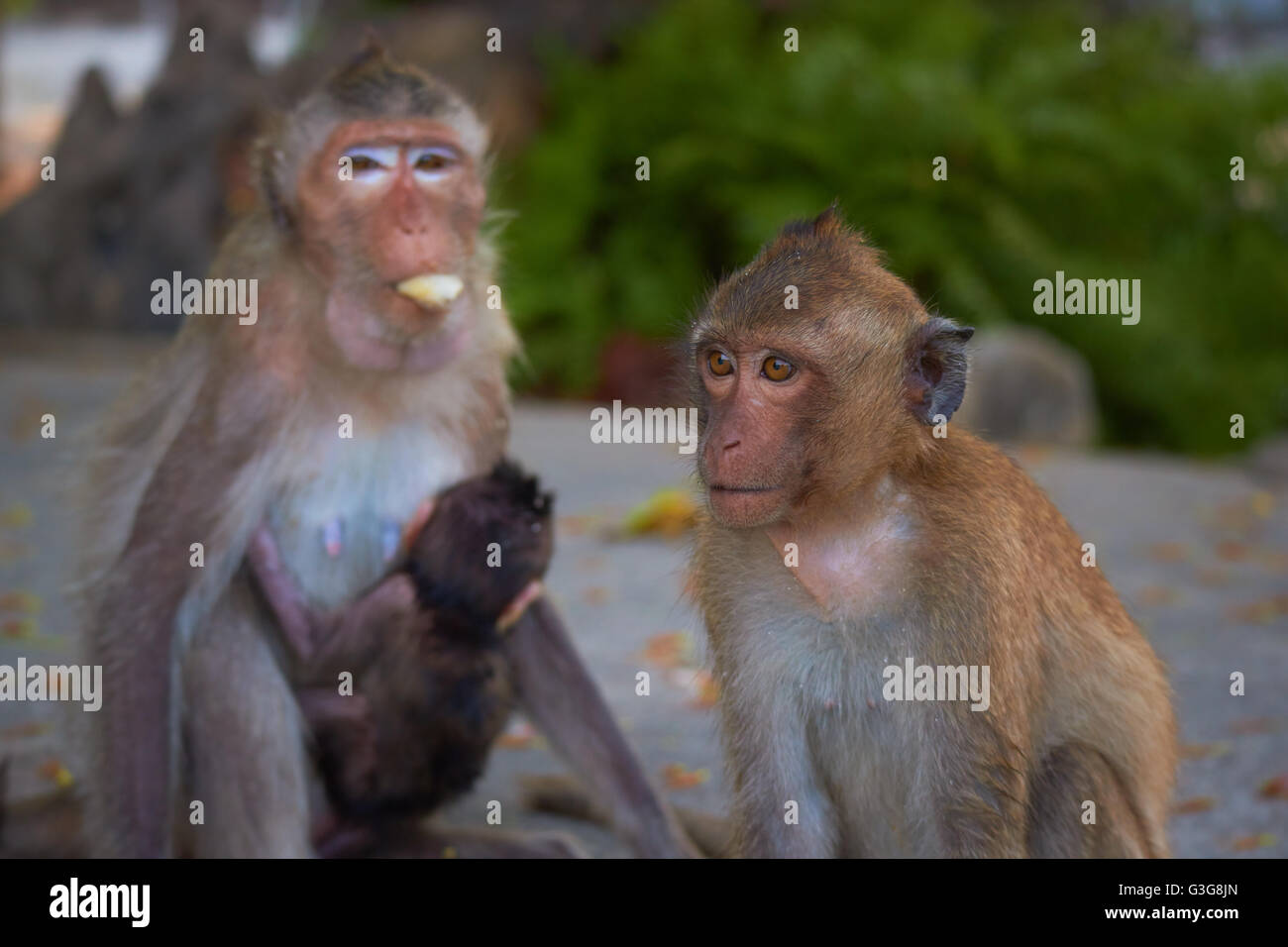 wild monkeys in Thailand Stock Photo - Alamy