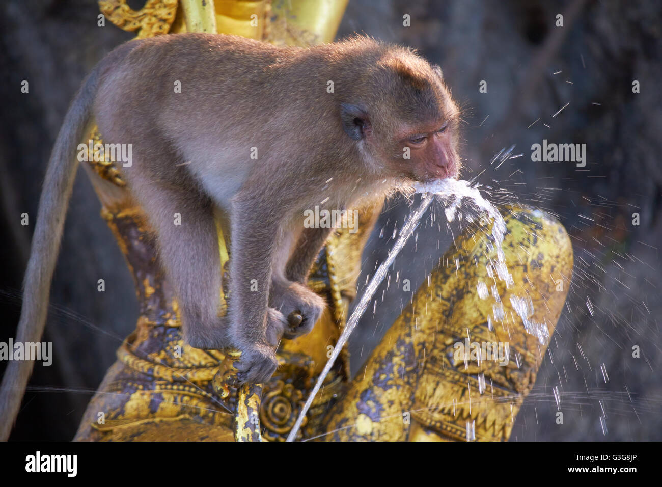 wild monkeys in Thailand Stock Photo - Alamy