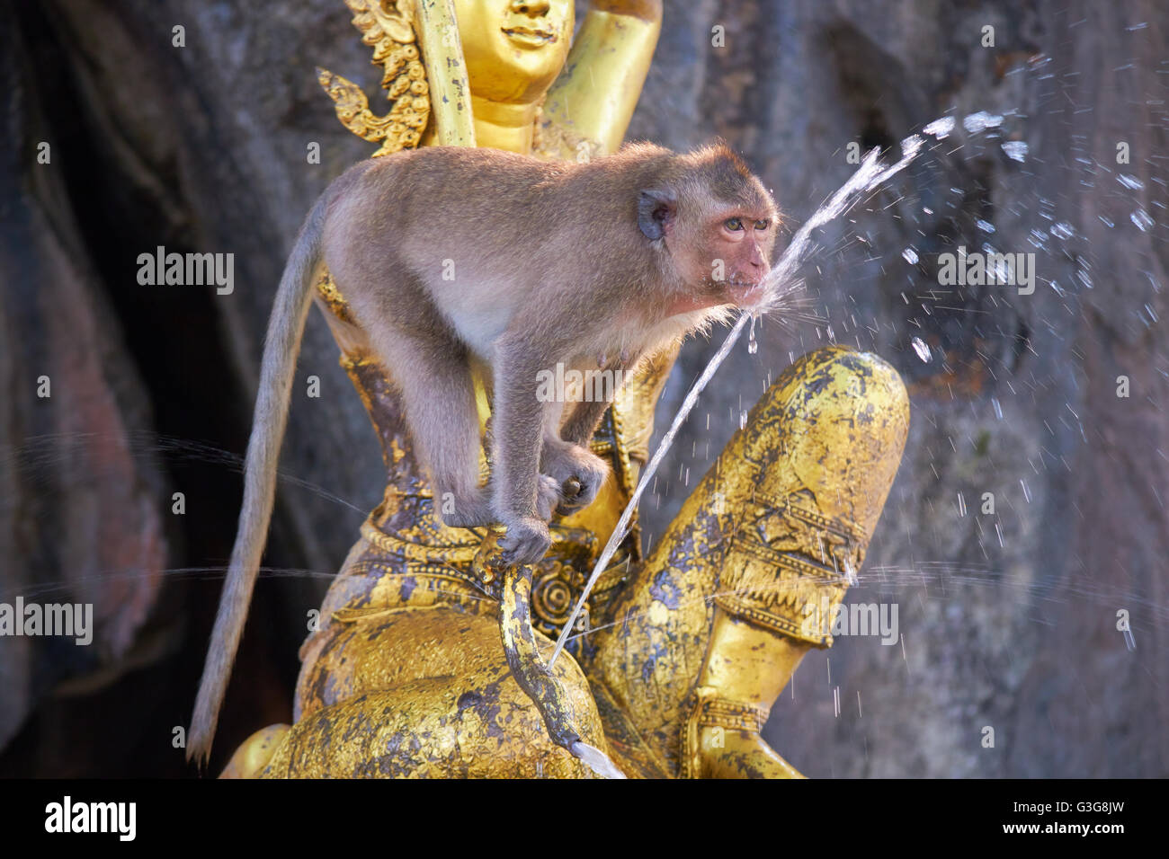 wild monkeys in Thailand Stock Photo - Alamy