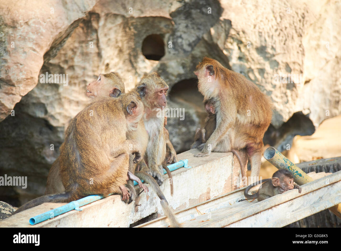 wild monkeys in Thailand Stock Photo - Alamy