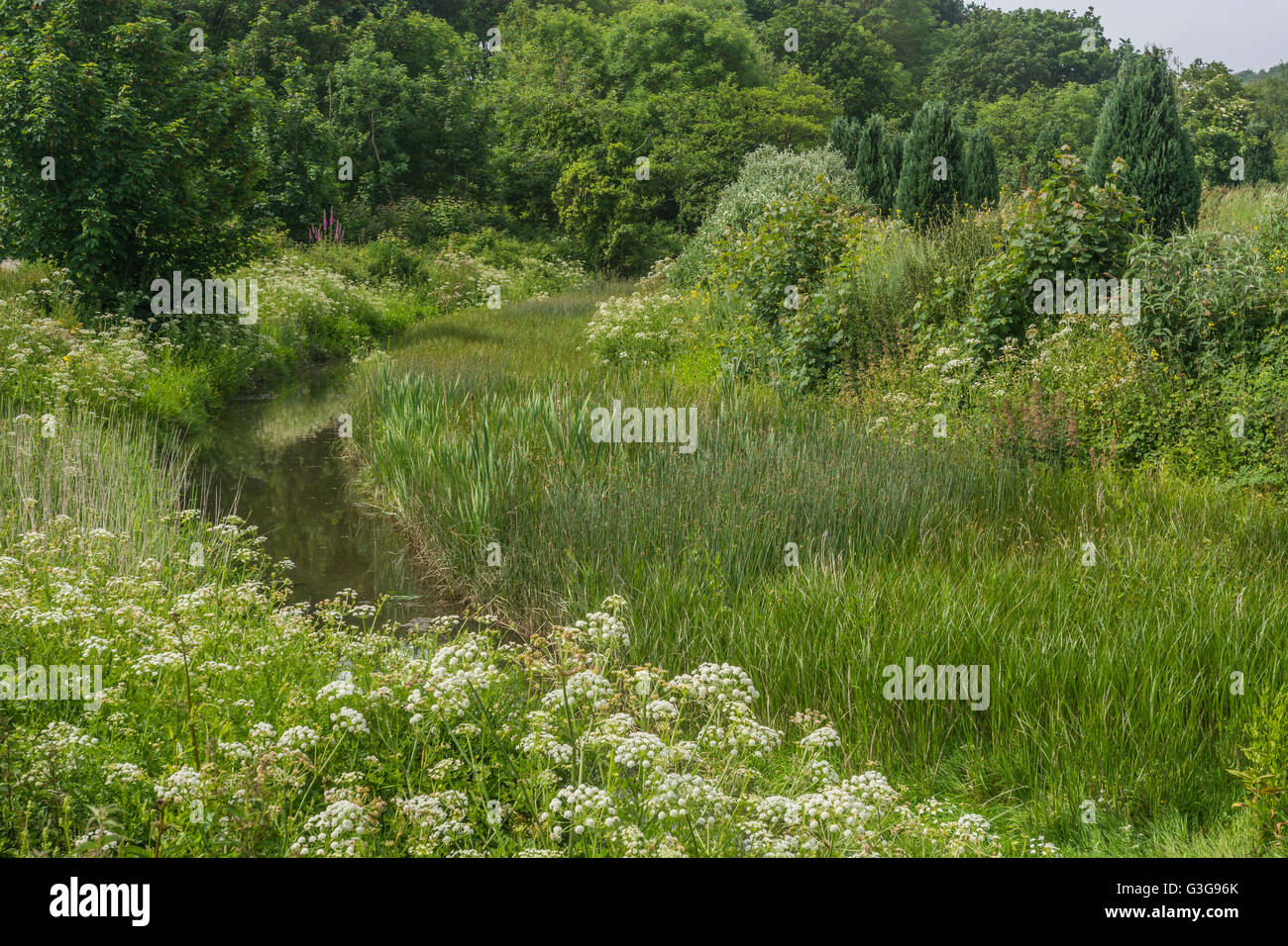 Drainage ditch filled with static water, showing clumps of reeds and ...