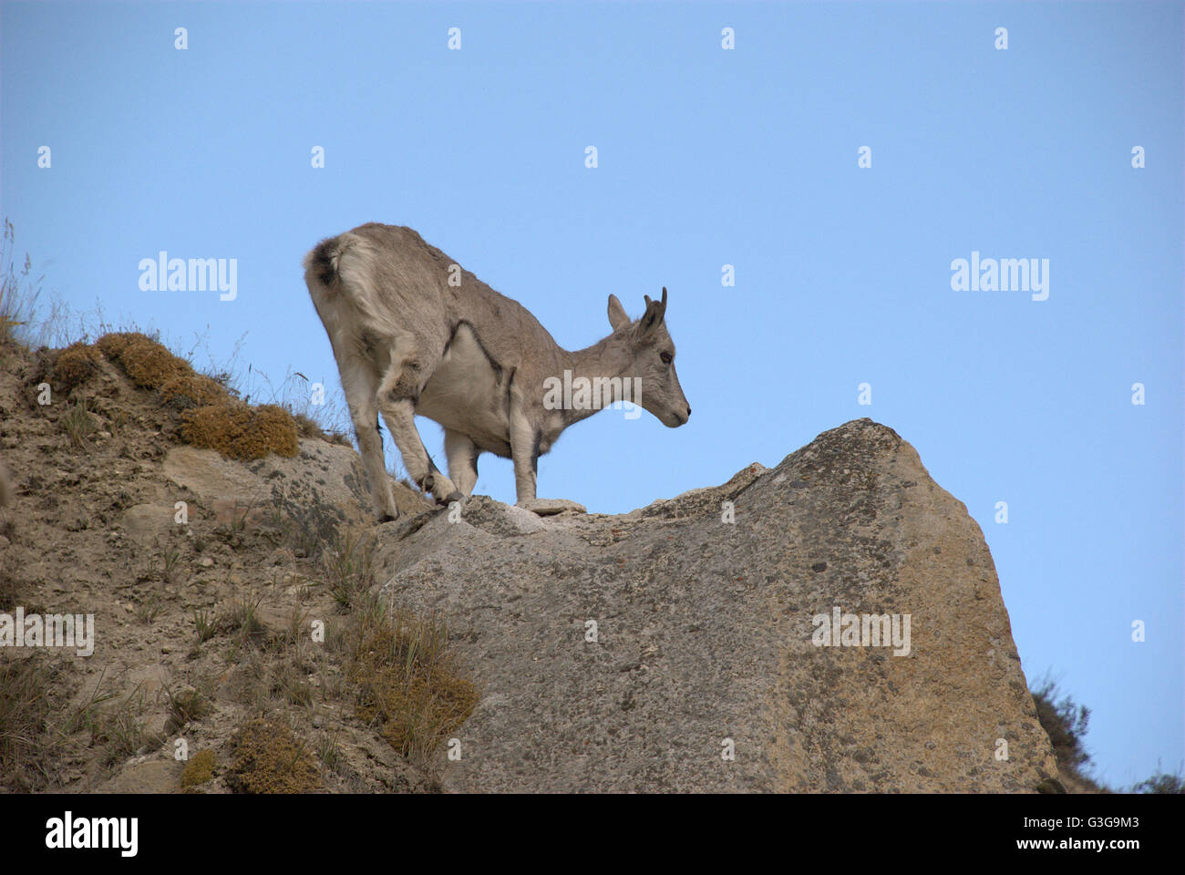 Himalayan Thar or Ibex, Gangotri National Park, Uttarakhand, India ...