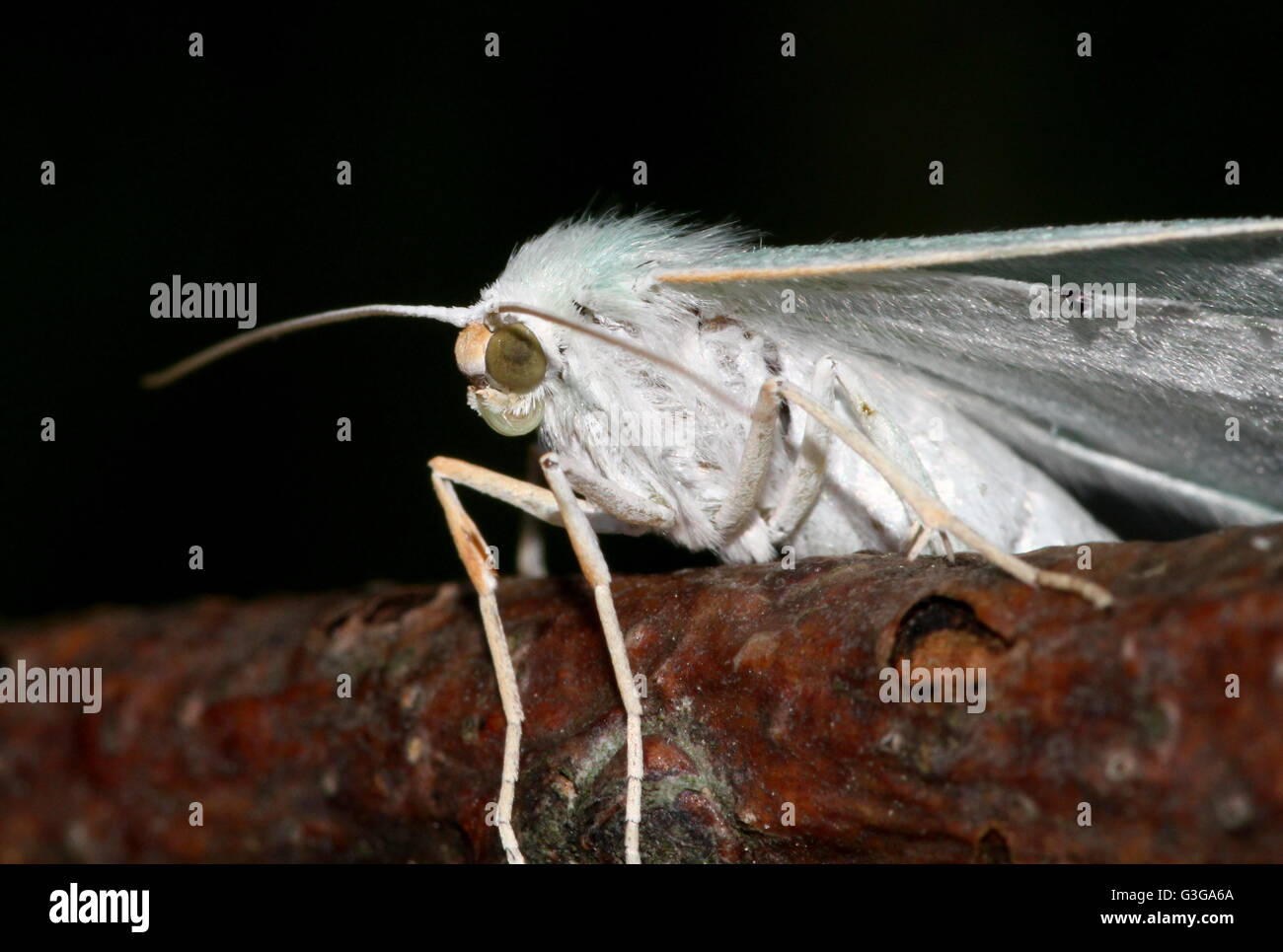 European Light Emerald moth (Campaea margaritaria Stock Photo - Alamy