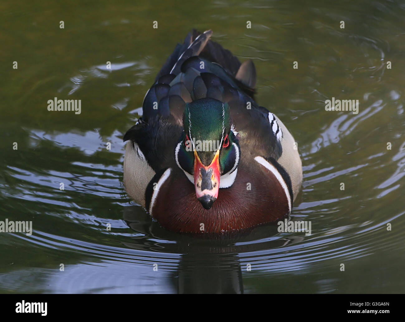Male North American Wood duck or Carolina duck (Aix sponsa) swimming ...