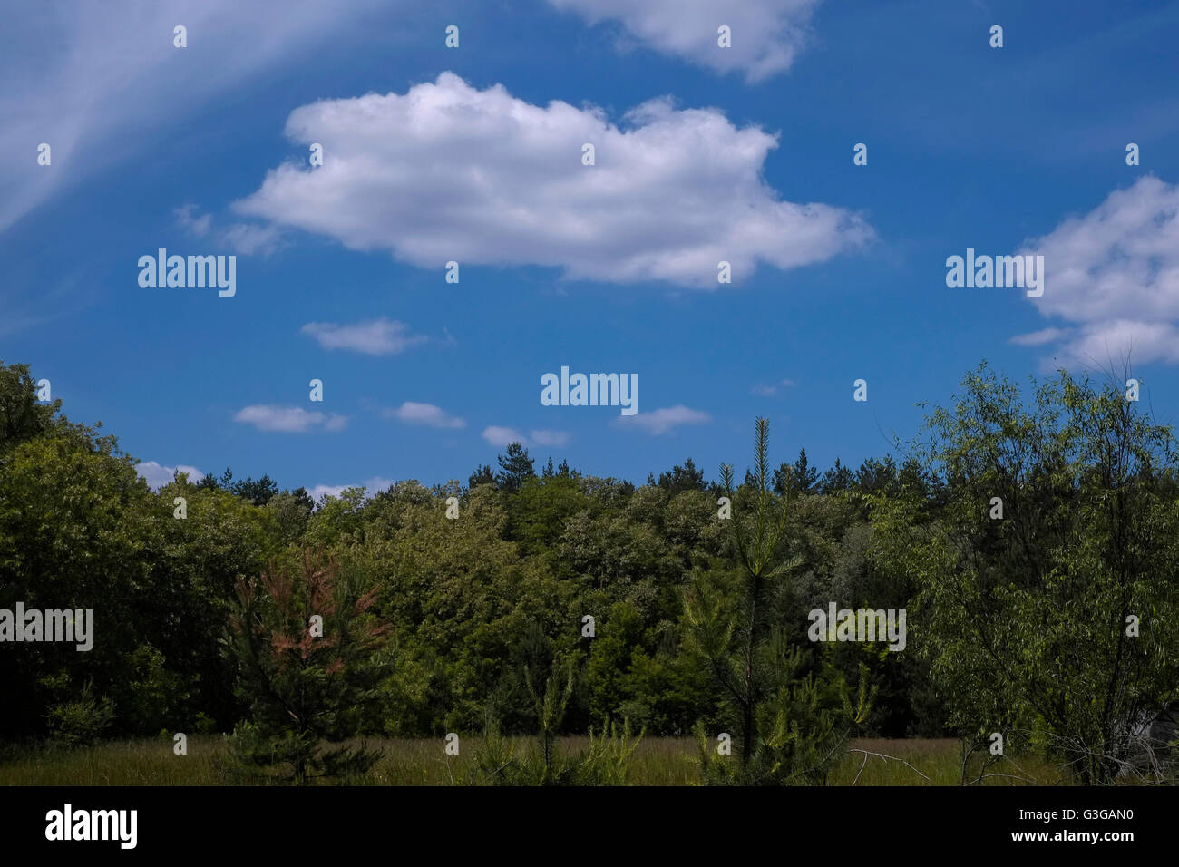 Chernobyl 1986 trees hi-res stock photography and images - Alamy