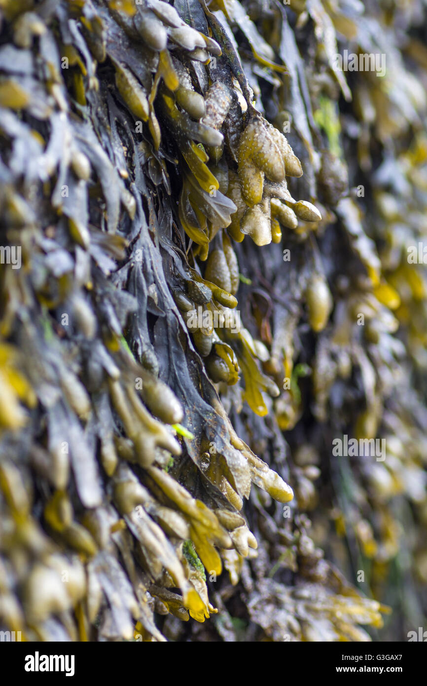 Close up of seaweed on the beach Stock Photo - Alamy