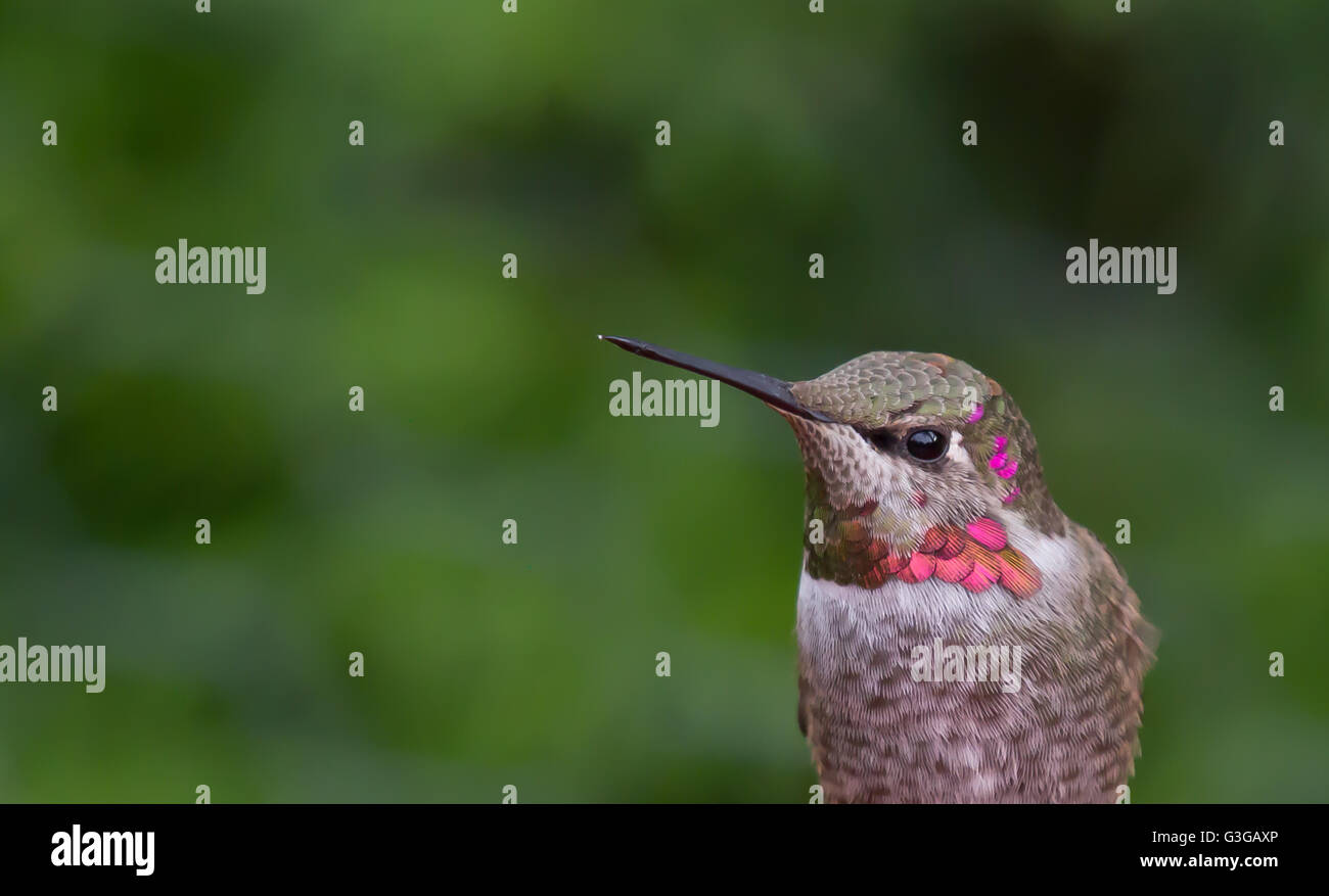 Male Anna's Hummingbird Stock Photo - Alamy