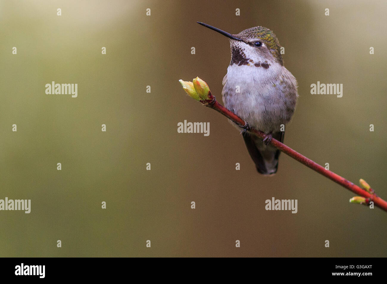 Female anna hummingbird hi-res stock photography and images - Alamy