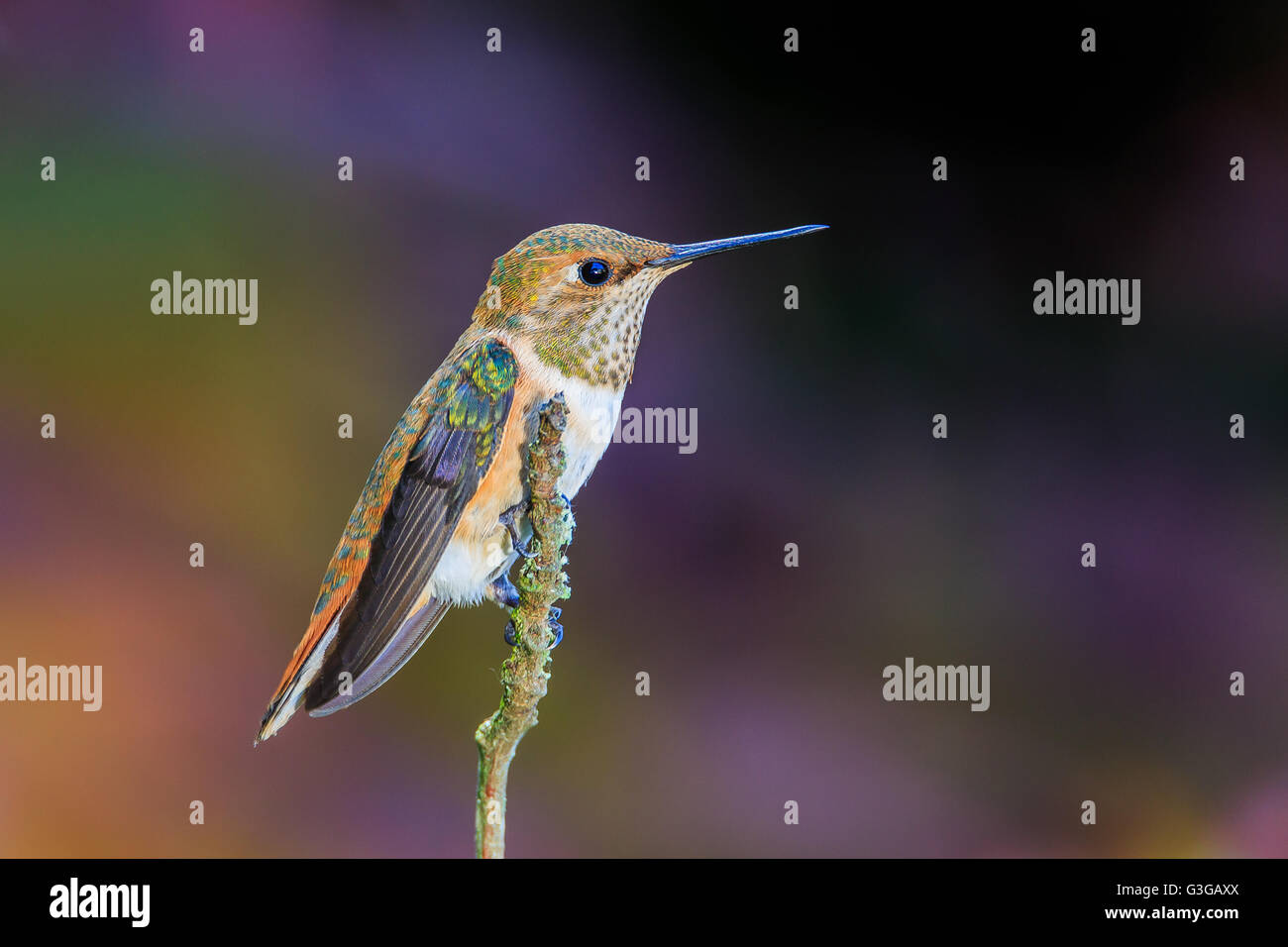 Female rufous hummingbird hi-res stock photography and images - Alamy