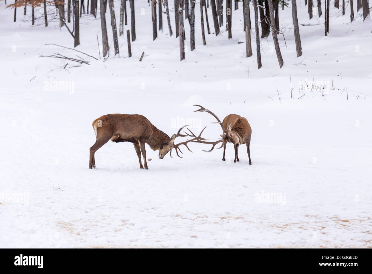 Deer fight hi-res stock photography and images - Alamy