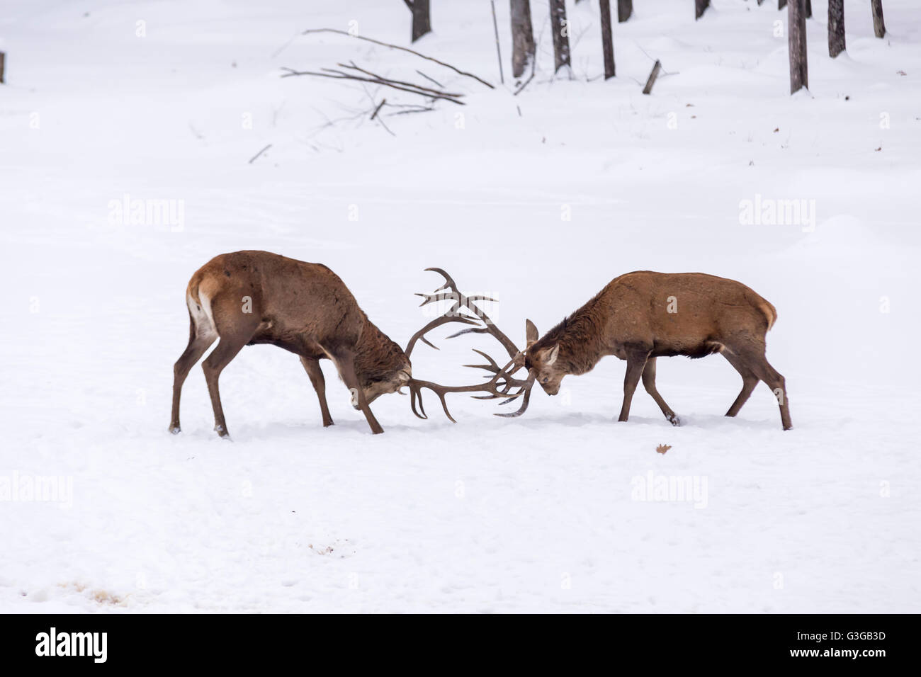 2 large deer in a fight in winter Stock Photo - Alamy