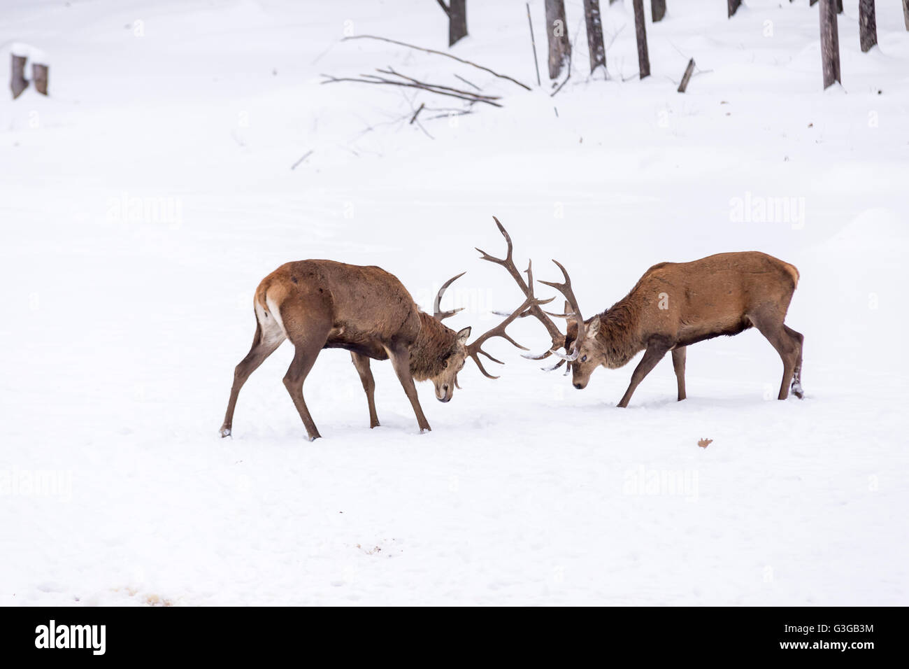 Deer fight hi-res stock photography and images - Alamy