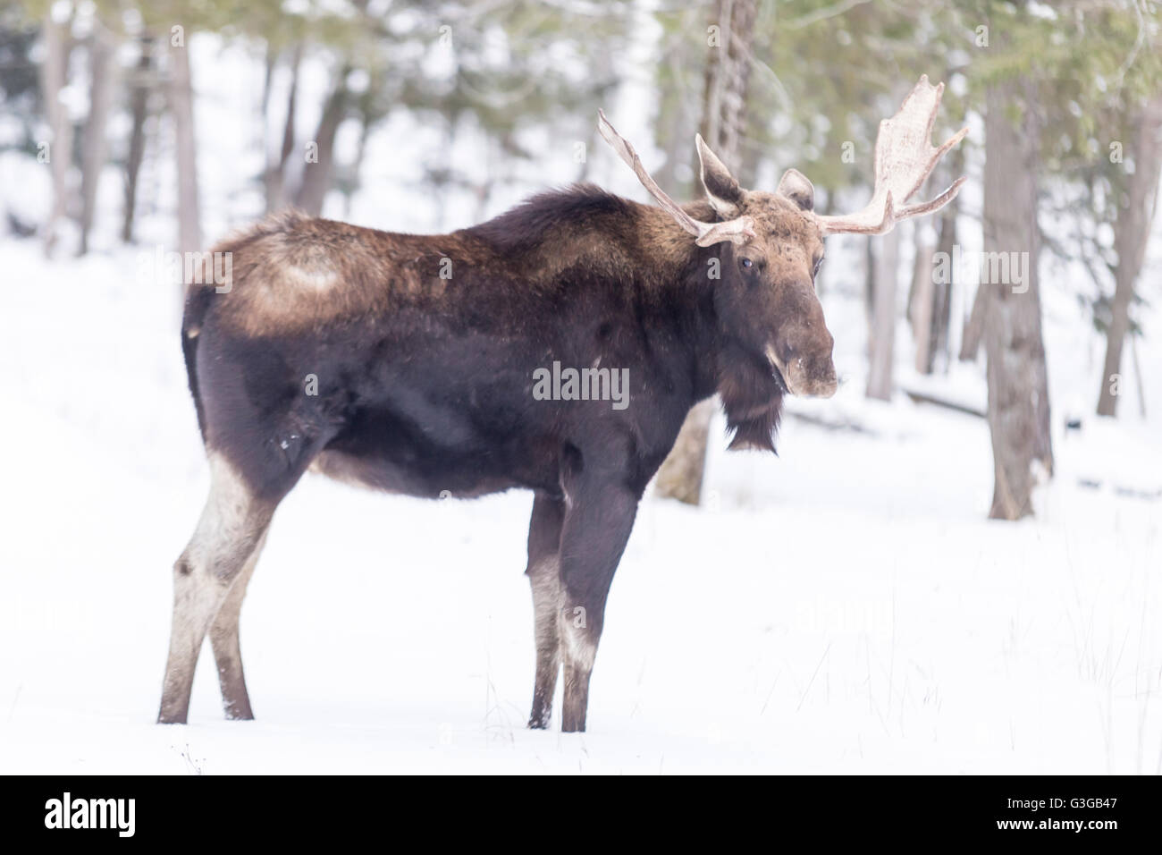 Male moose in a winter scene Stock Photo - Alamy