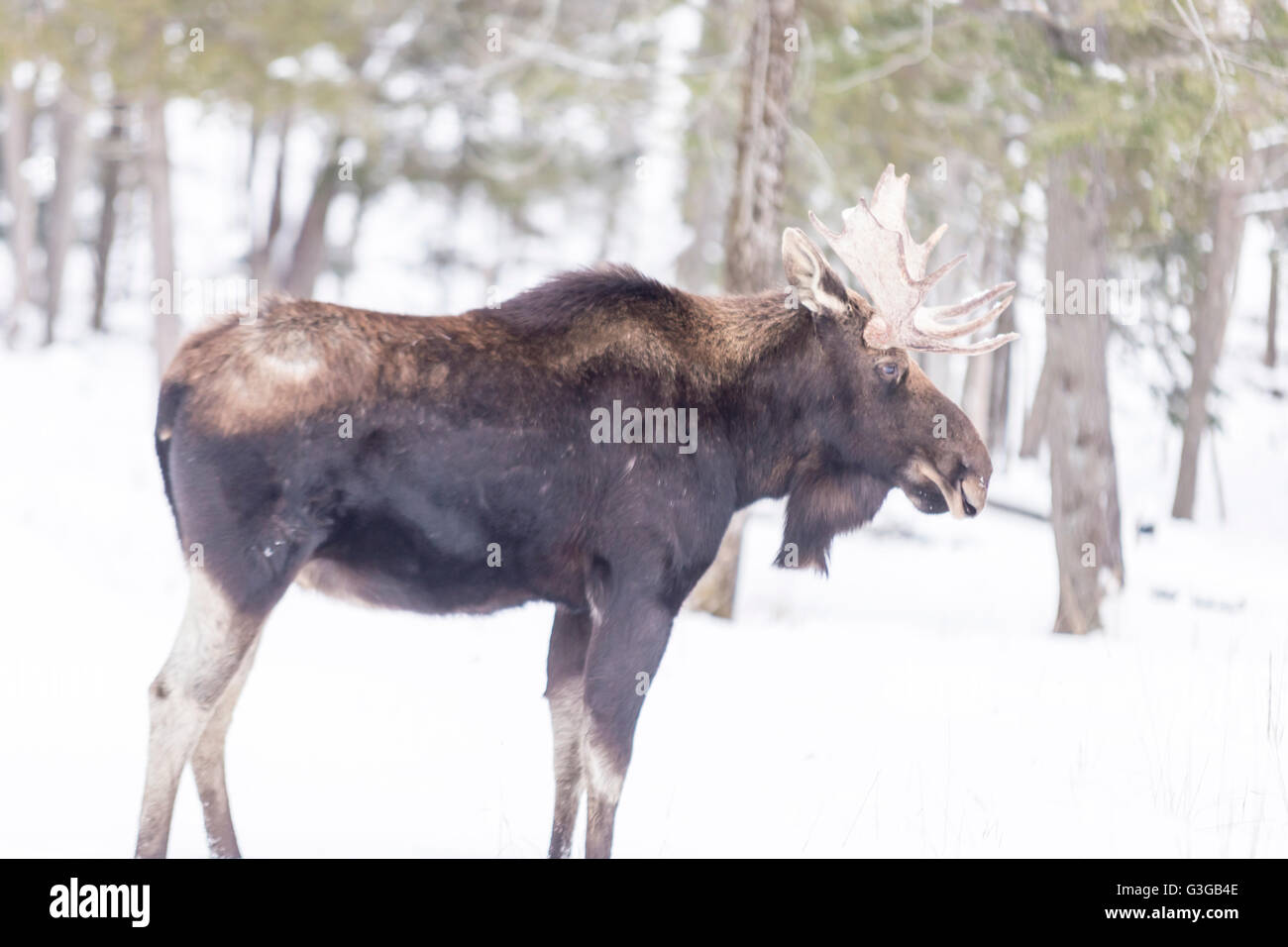 Scene male hi-res stock photography and images - Alamy