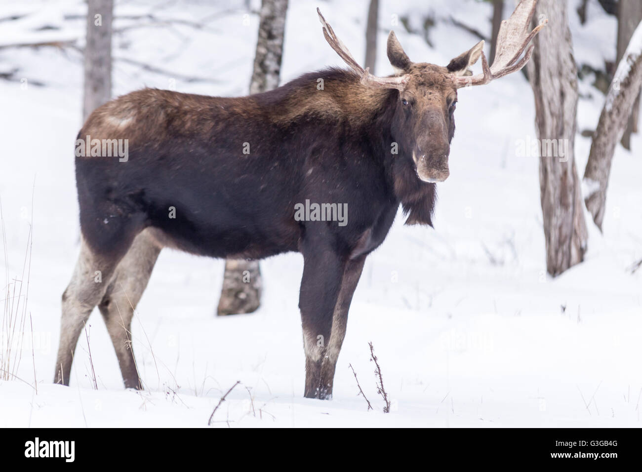 Male moose in a winter scene Stock Photo - Alamy