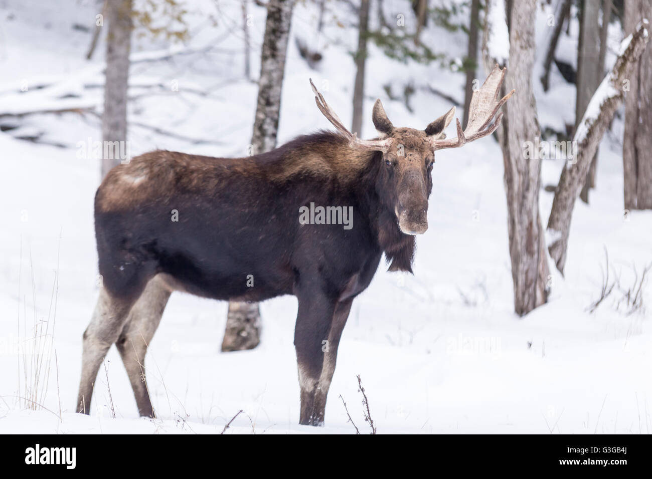 Moose winter hi-res stock photography and images - Alamy