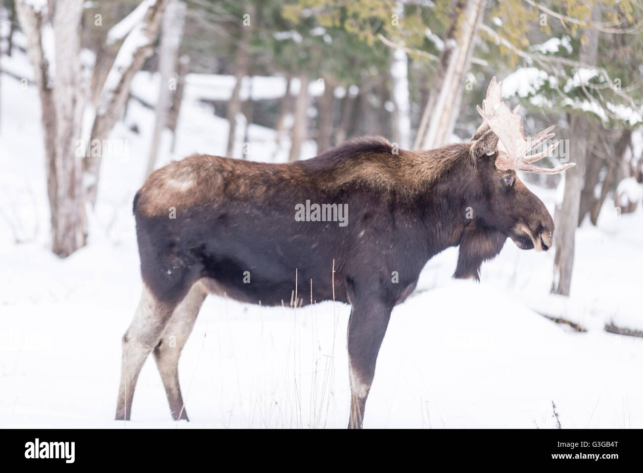 Male moose in a winter scene Stock Photo - Alamy