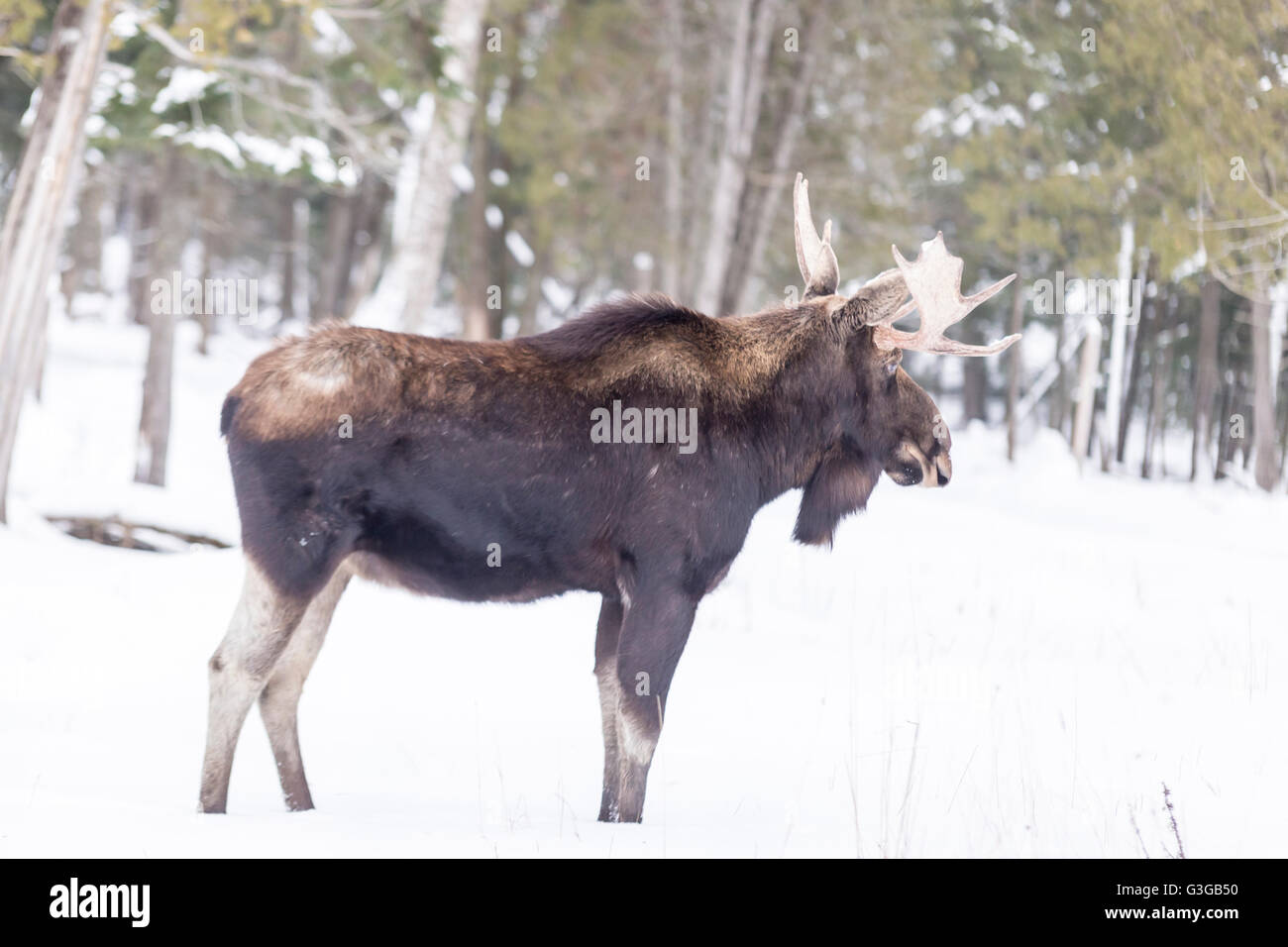 Male moose in a winter scene Stock Photo - Alamy