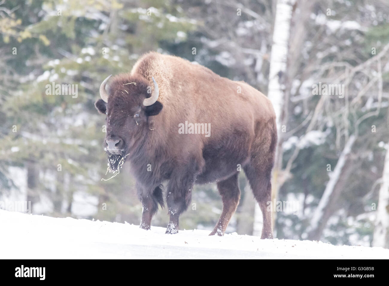 Buffalo in snow hi-res stock photography and images - Alamy