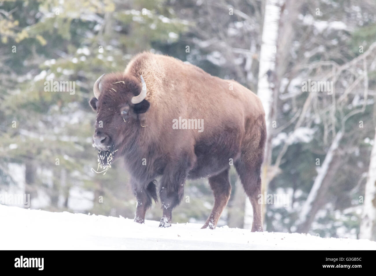 American Field Buffalo in a winter scene Stock Photo - Alamy