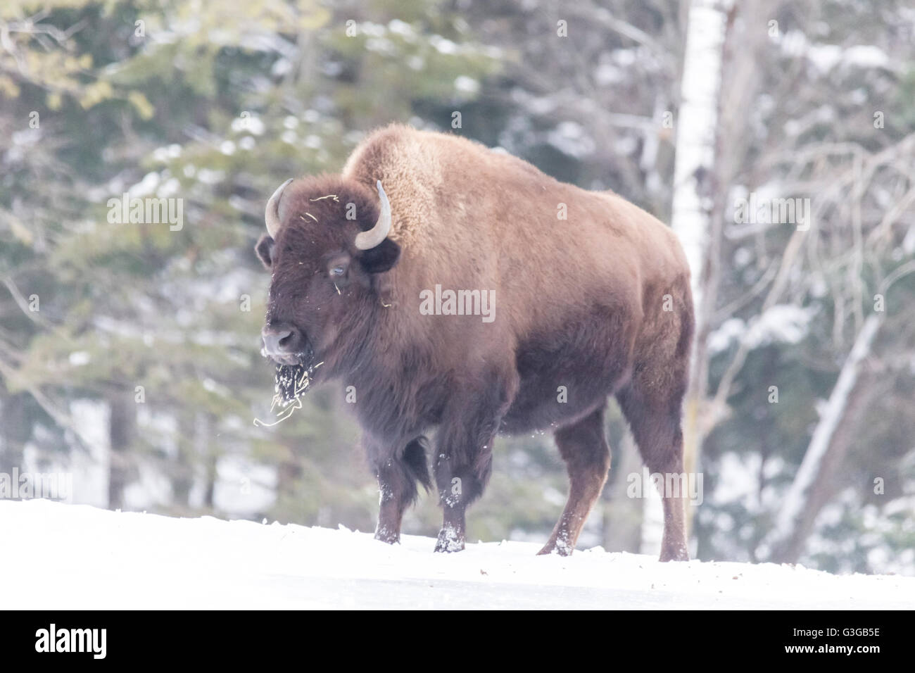 American Field Buffalo in a winter scene Stock Photo - Alamy
